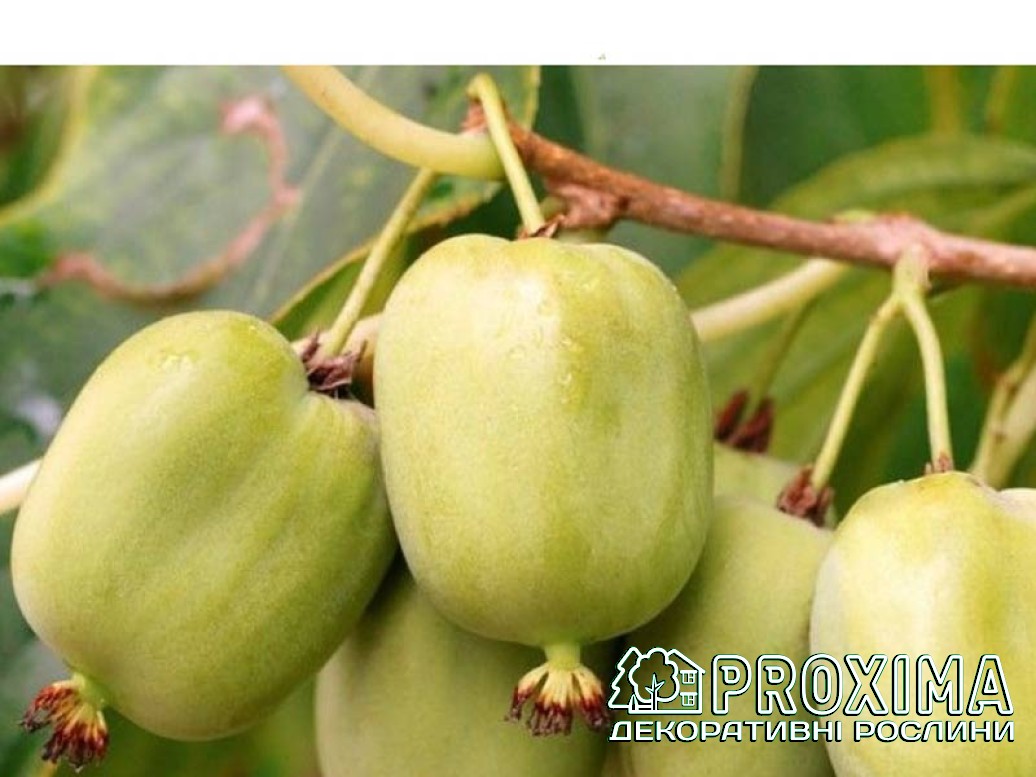 Актинидия Чан Бай Гиант, Actinidia arguta Chang Bai Giant, саженец ...