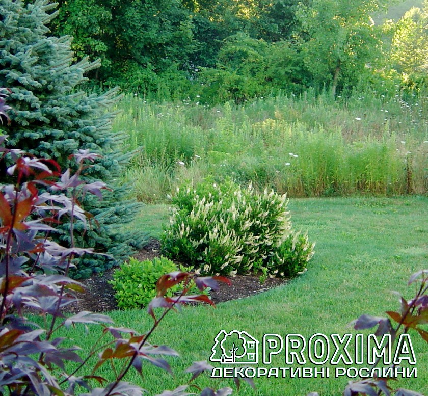 Клетра вильхолиста «Хаммингберд, саженец, цена, ягоды, Clethra ...