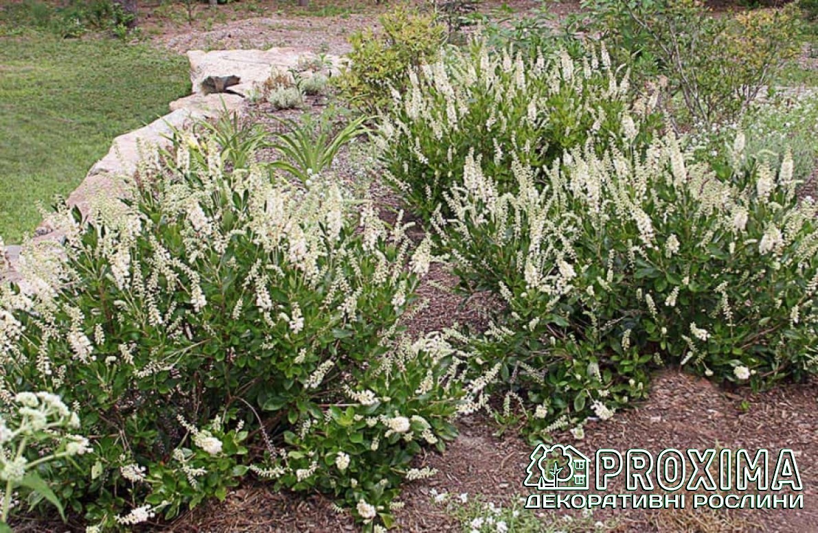 Клетра вильхолиста «Хаммингберд, саженец, цена, ягоды, Clethra ...