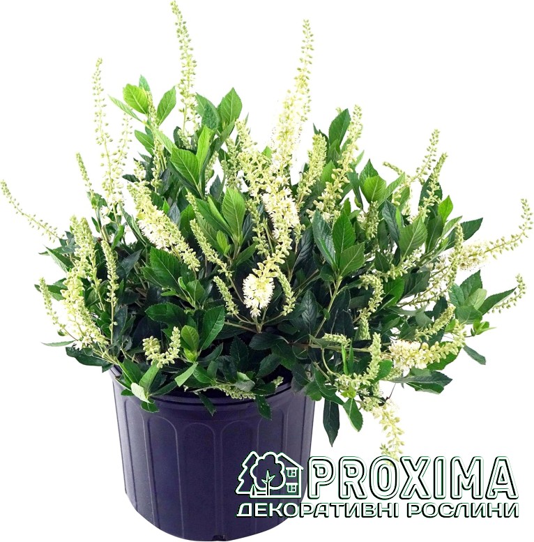 Клетра вильхолиста «Хаммингберд, саженец, цена, ягоды, Clethra ...