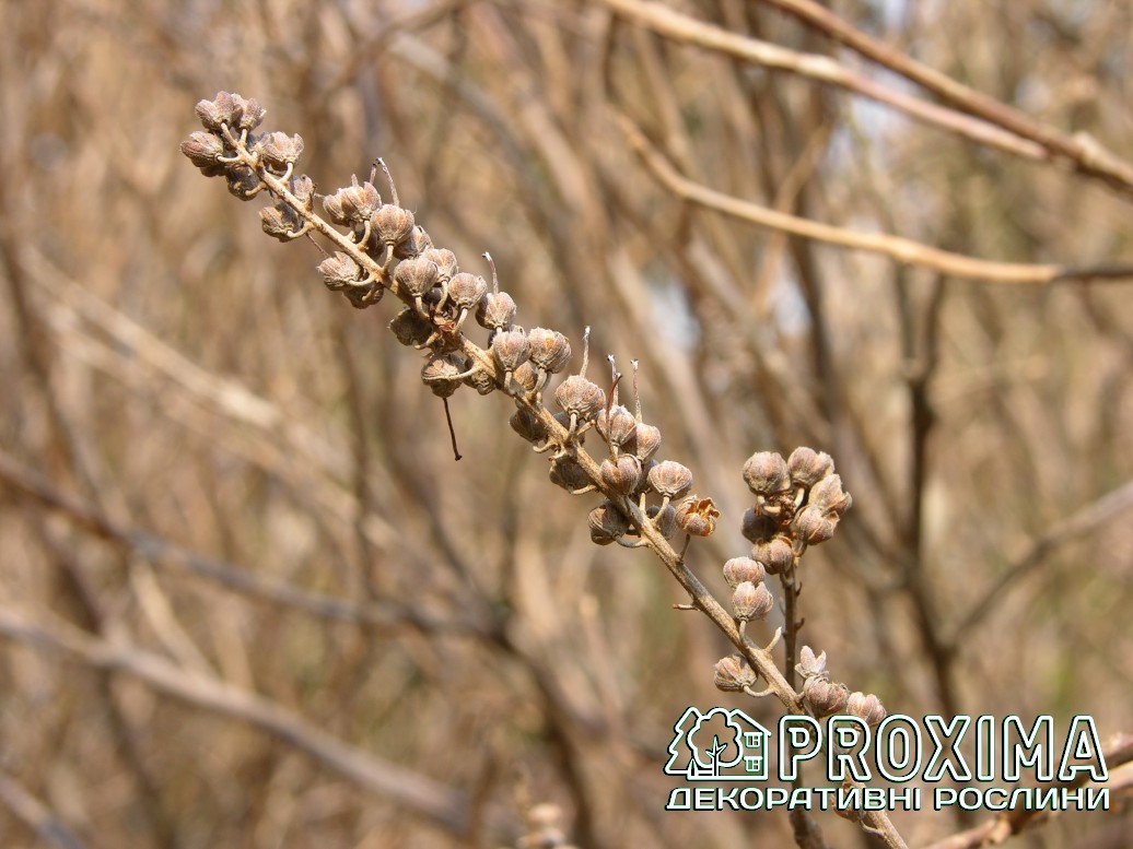 Клетра вильхолиста «Хаммингберд, саженец, цена, ягоды, Clethra ...