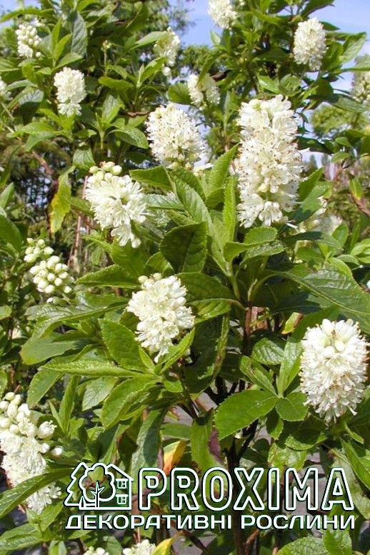 Клетра вільхолиста «Хаммінгберд, саджанець, ціна, ягоди, Clethra ...