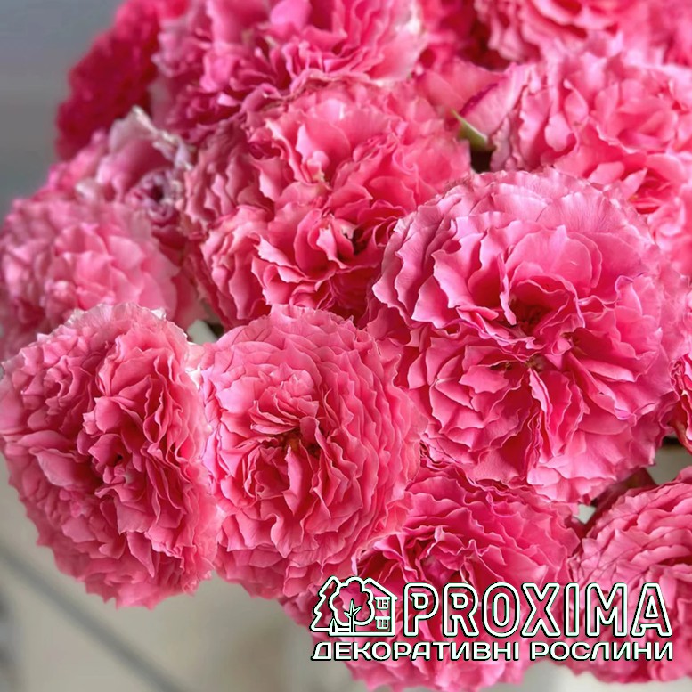 Роза чайно-гибридная Корона (Rosa 'Corona') нежно-розовая