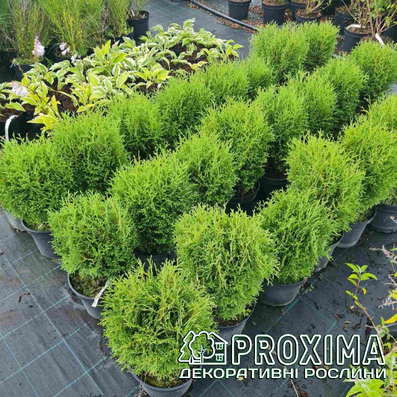 Туя західна Літл Джем, Thuja occidentalis Little Gem ціна ,купити в ...
