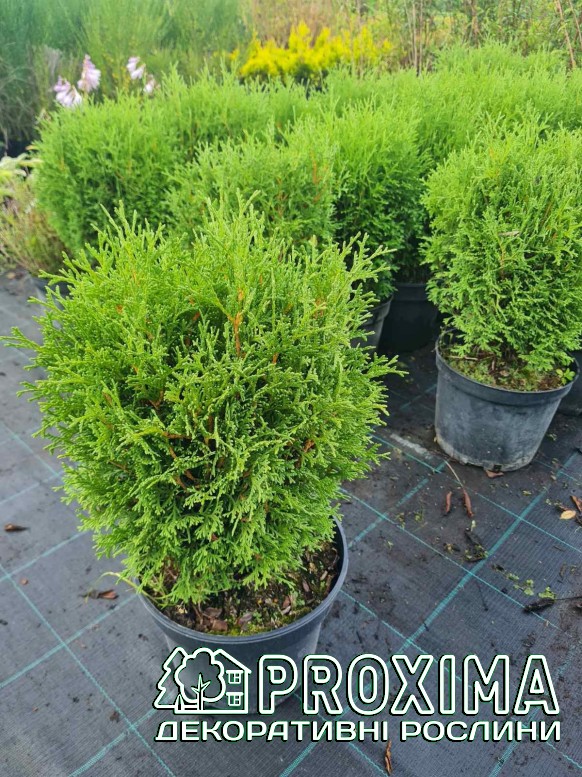 Туя західна Літл Джем, Thuja occidentalis Little Gem ціна ,купити в ...