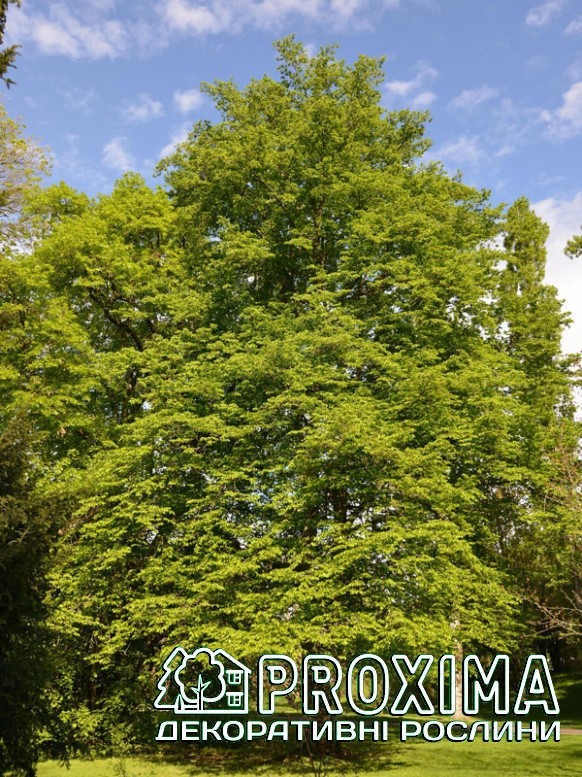 Граб Carpinus betulus фото вигідна ціна купити Київ опис посадка догляд
