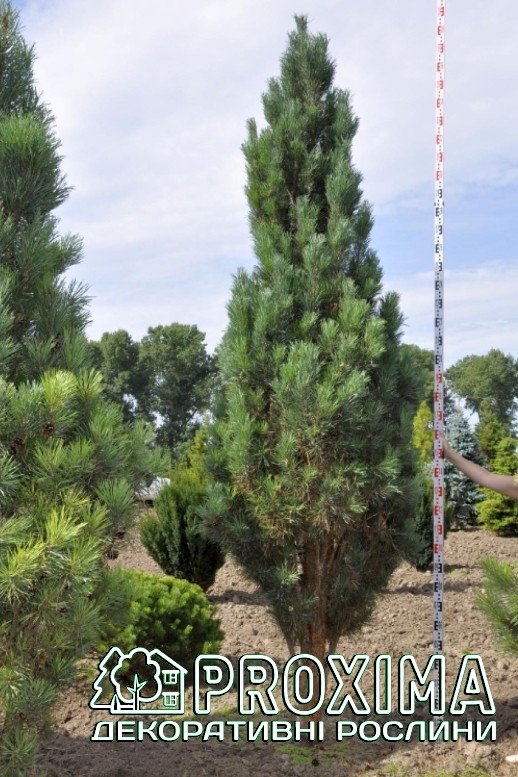 Сосна звичайна Фастігіата Pinus sylvestris Fastigiata ціна, купити Київ ...